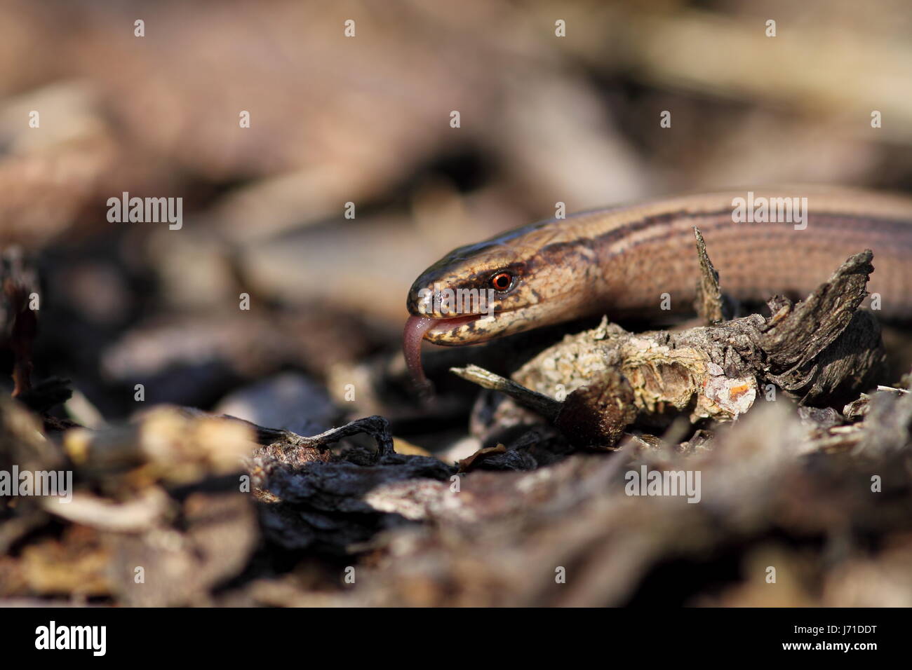 lizard conservation of nature wildlife biotop critters crawler ...