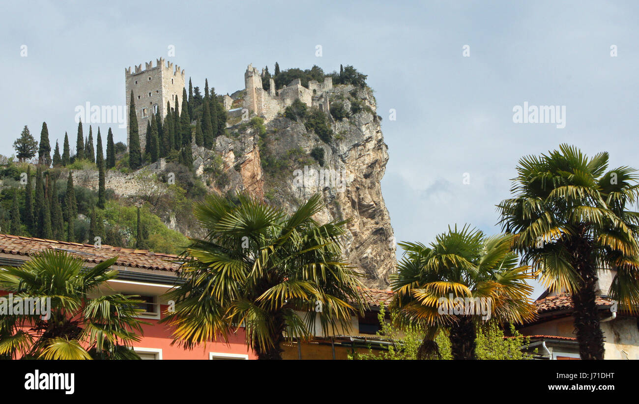 tree trees recuperation cultivation rise climb climbing ascend uphill ...