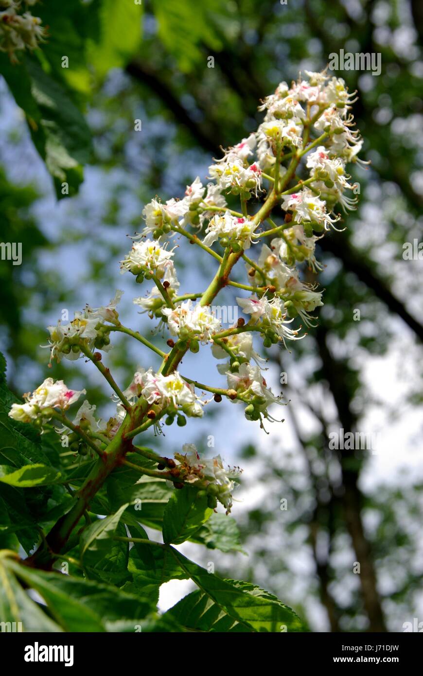 tree candle spring chestnut tree bloom blossom flourish flourishing ...