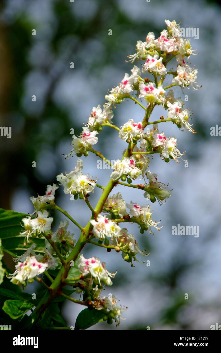 tree candle spring chestnut tree bloom blossom flourish flourishing ...