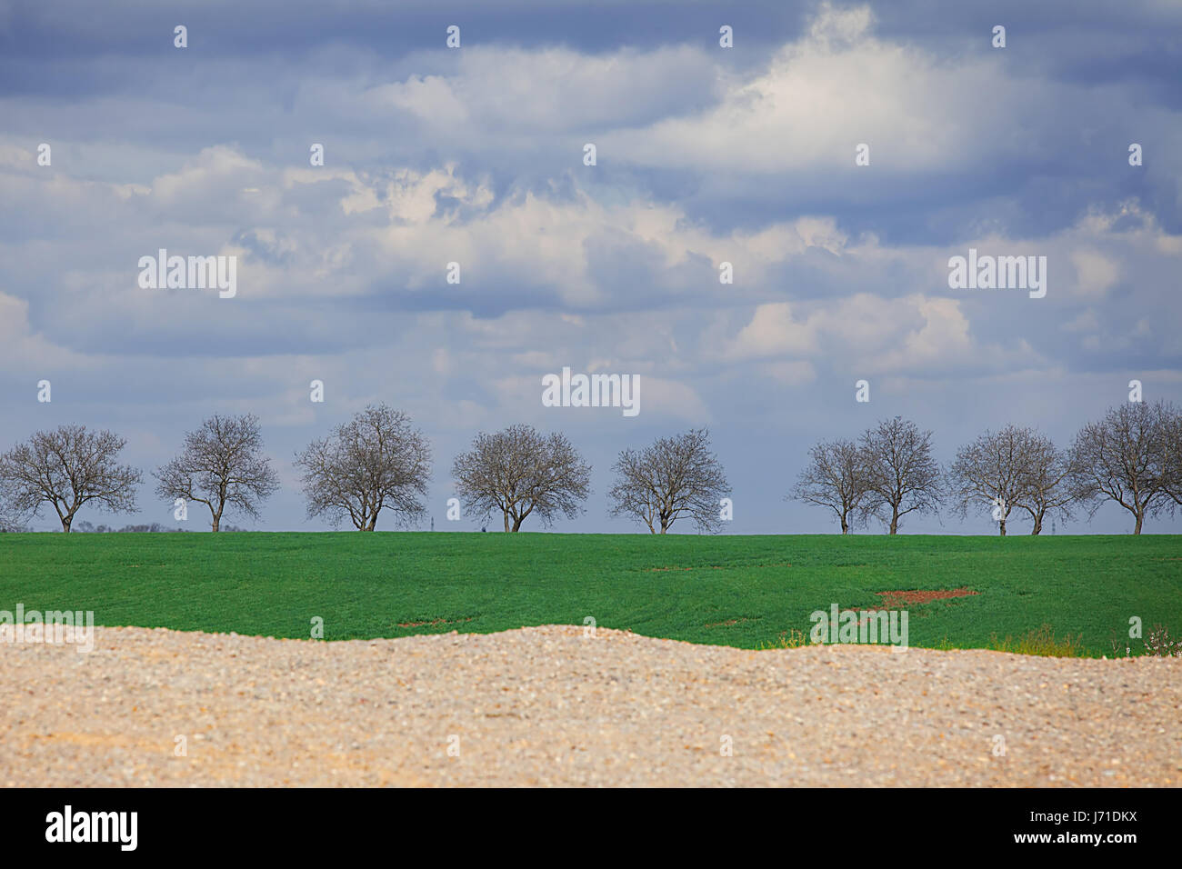spring landscape with thetrees on the way and with rye field and green ...