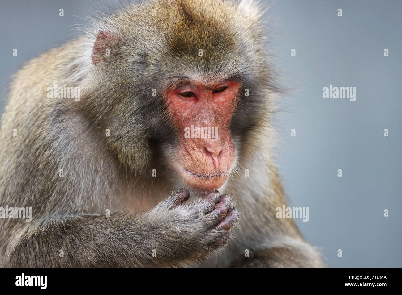 think santander baboon Stock Photo - Alamy