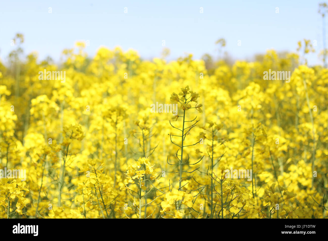 Canola field sky background Stock Photo - Alamy