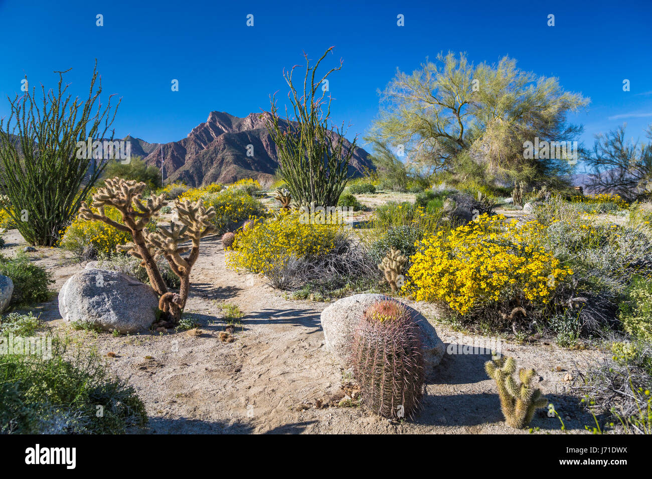 Spring desert wildflowers blooming in the Anza Borrego Desert State ...