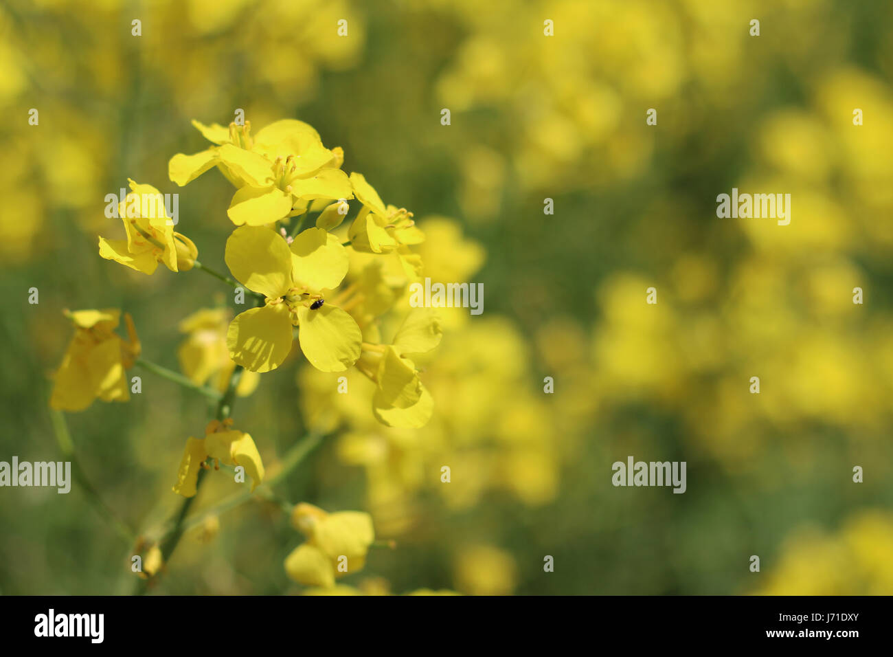 Canola flower and insect closeup Stock Photo - Alamy