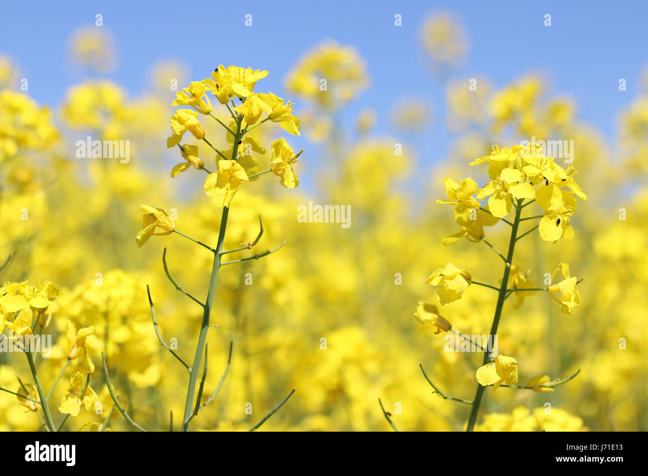 Canola flower field closeup Stock Photo - Alamy