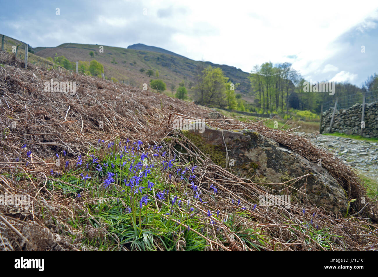 Bluebells on mountain hi-res stock photography and images - Alamy