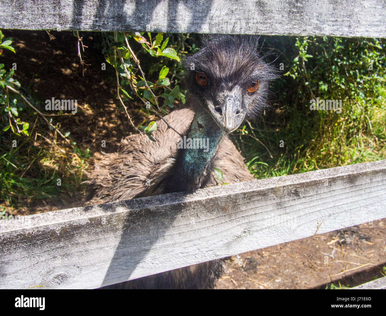 Emu fence hi-res stock photography and images - Alamy
