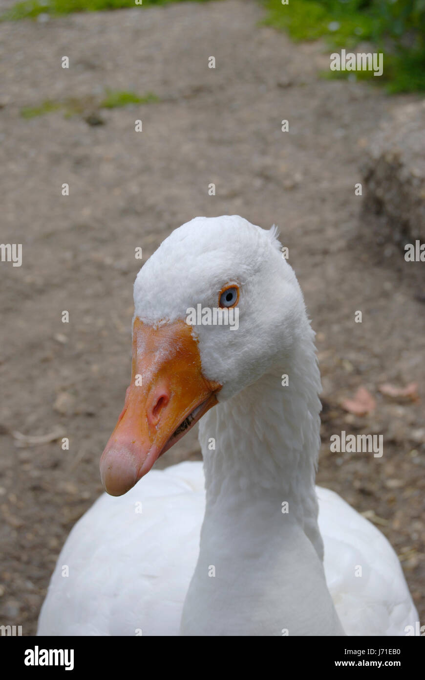 White goose head hi-res stock photography and images - Alamy