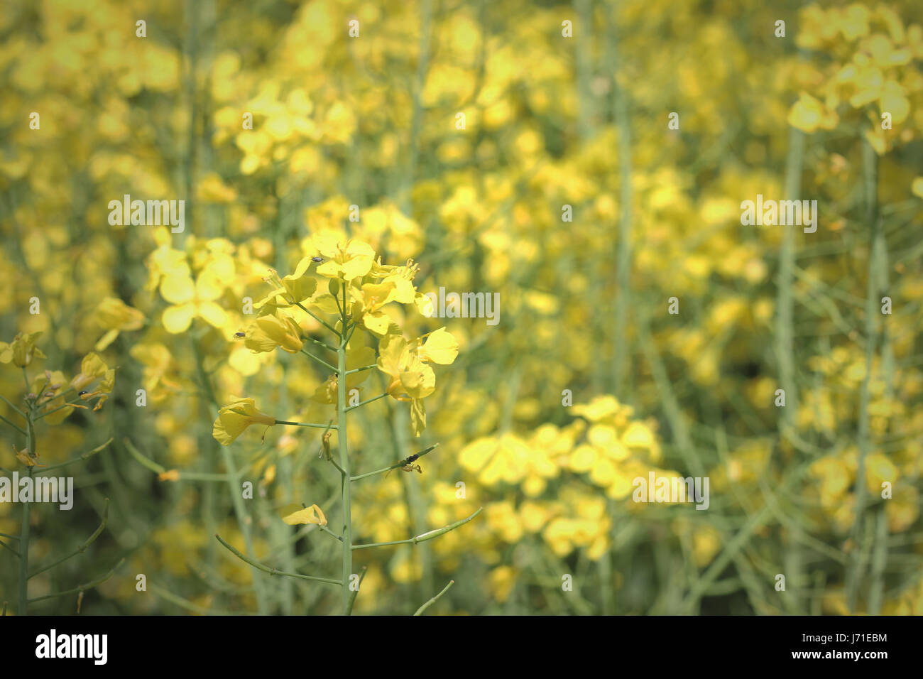 Growing canola field Stock Photo - Alamy