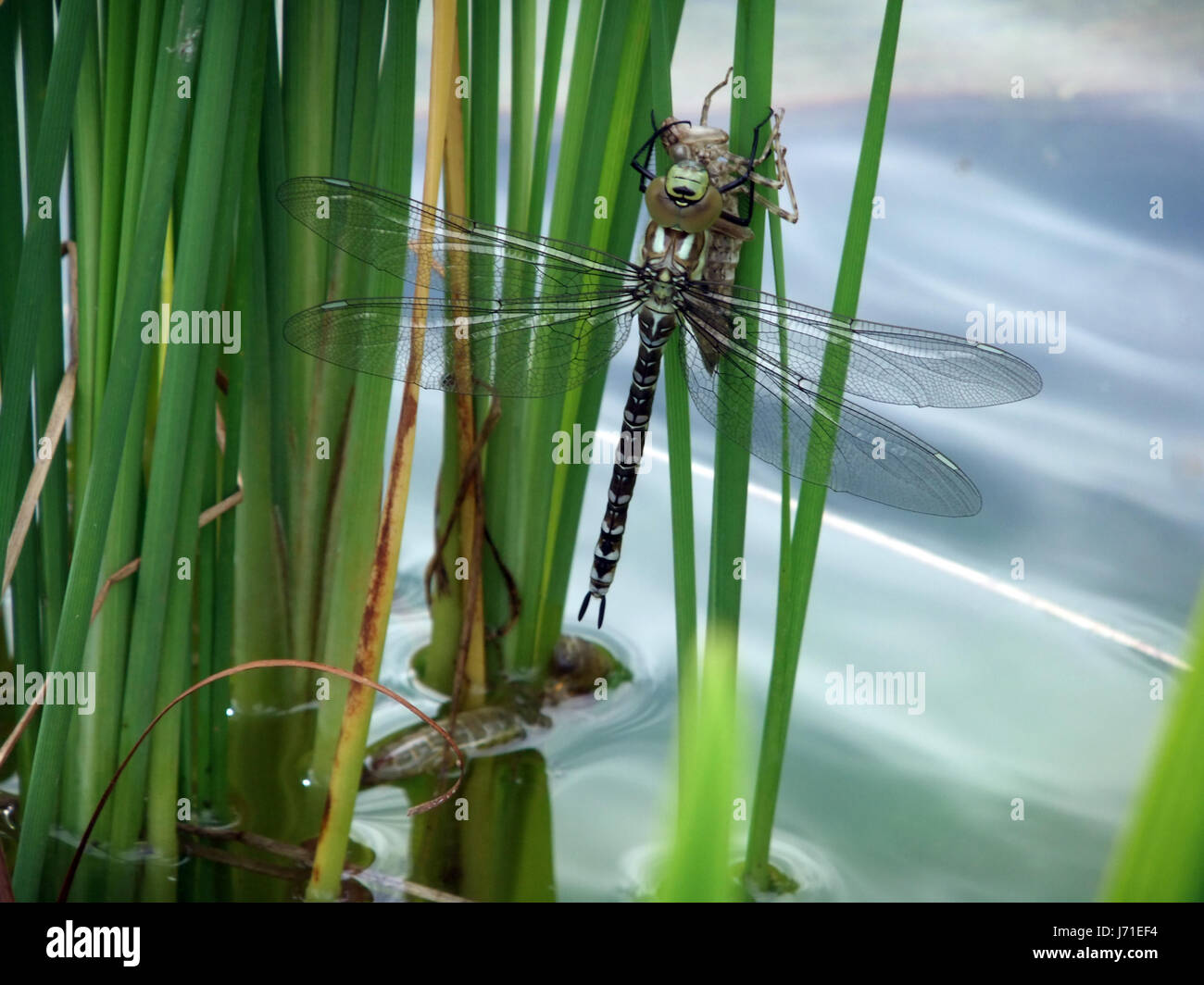 insect dragonfly fresh water pond water larva meadow grass lawn green ...