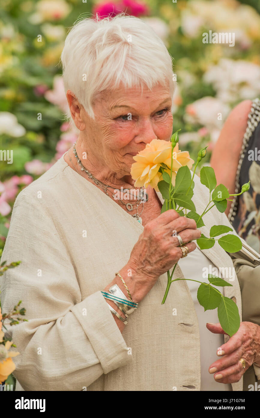 Rhs rose of the year hi-res stock photography and images - Alamy