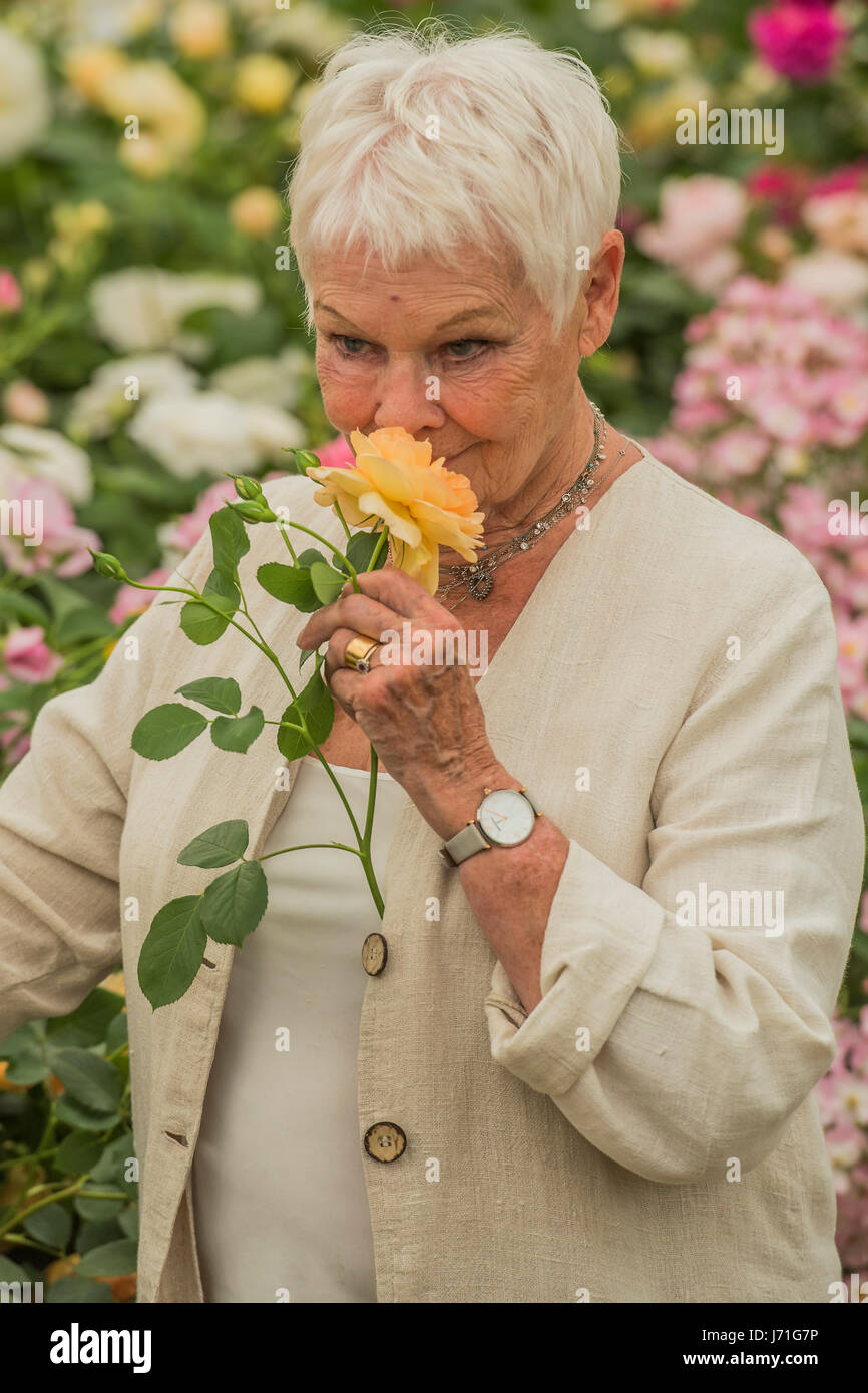 London, UK. 22nd May, 2017. Dame Judy Dench is given a rose named after ...
