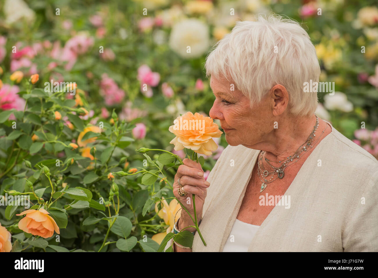 Rhs rose of the year hi-res stock photography and images - Alamy