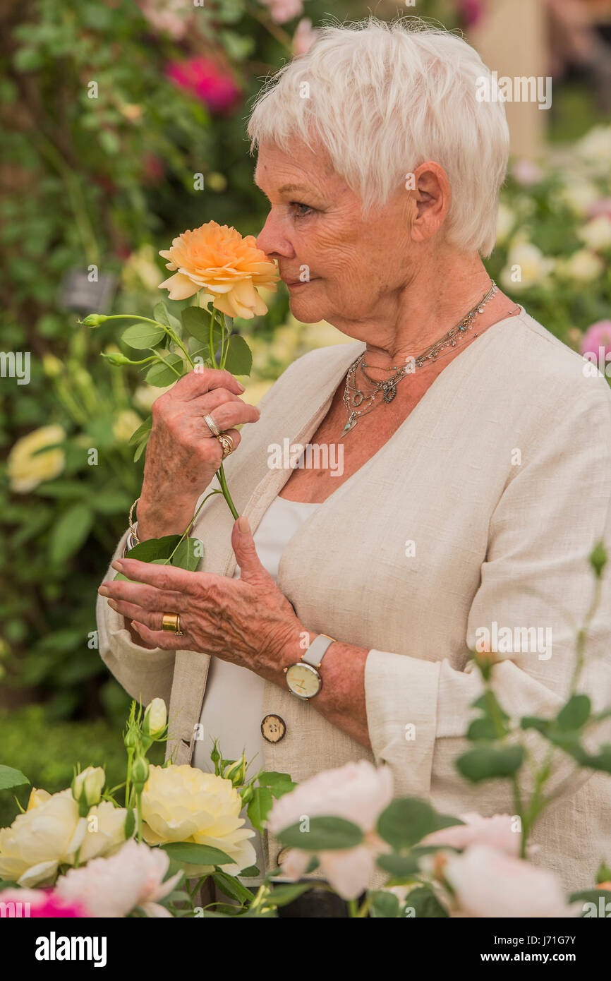 Rhs rose of the year hi-res stock photography and images - Alamy