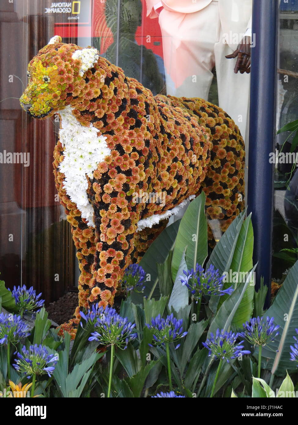 Chelsea, London, UK. 22nd May, 2017. Life-size floral animals roam ...