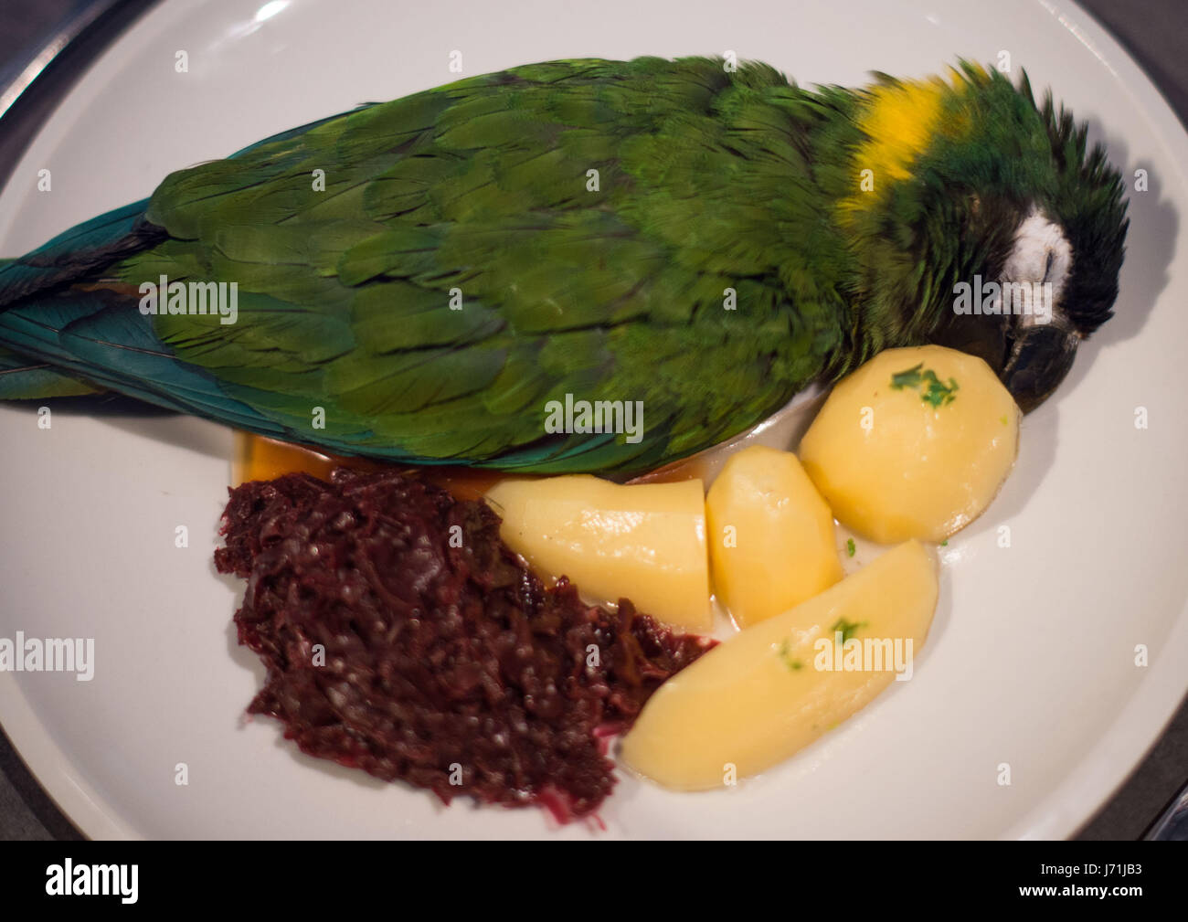 Berlin, Germany. 22nd May, 2017. A stuffed macaw on a plate next to ...