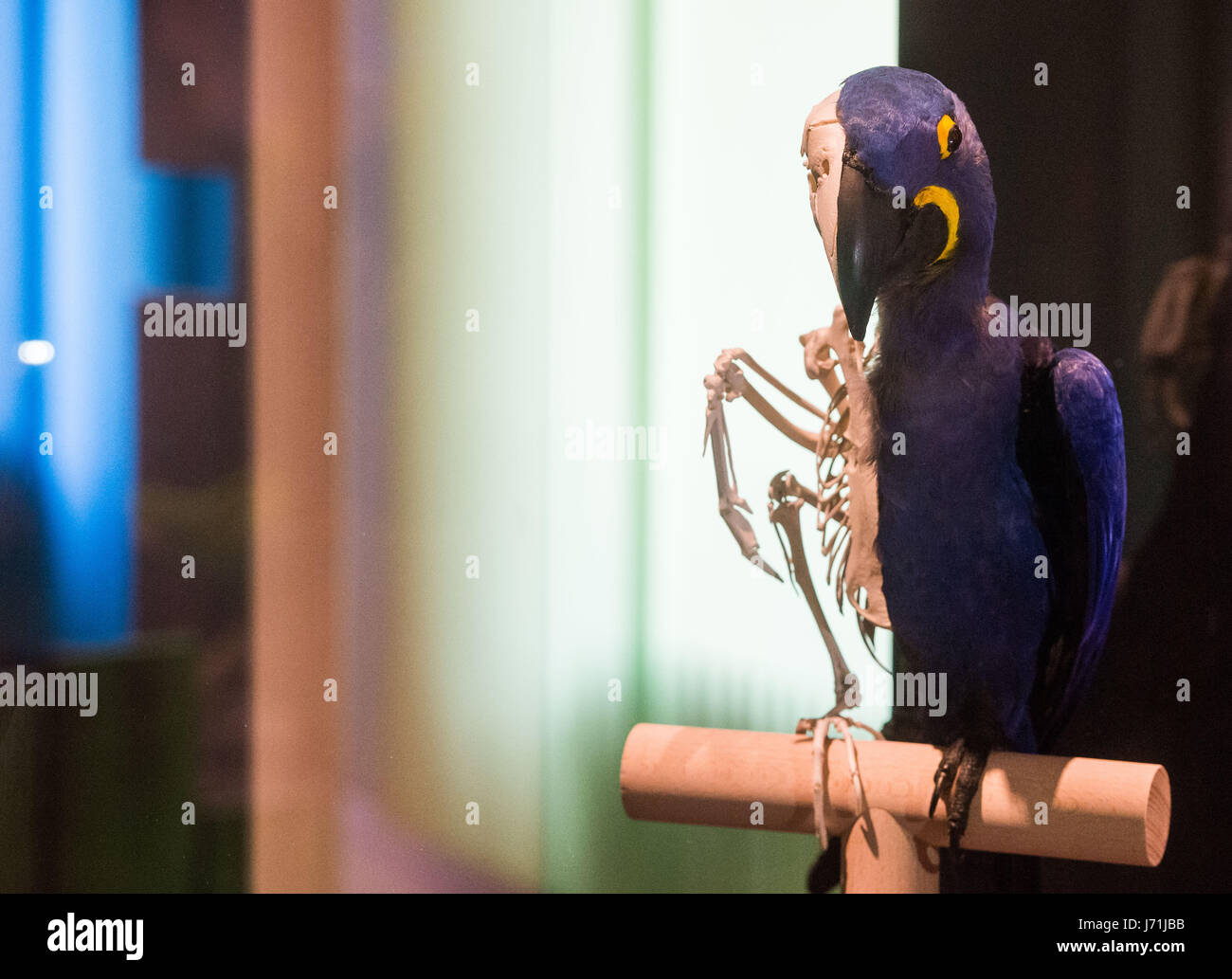 Berlin, Germany. 22nd May, 2017. A hal-skeleton reconstruction of a ...