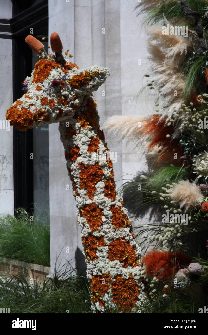 Chelsea in bloom rickshaw hi-res stock photography and images - Alamy
