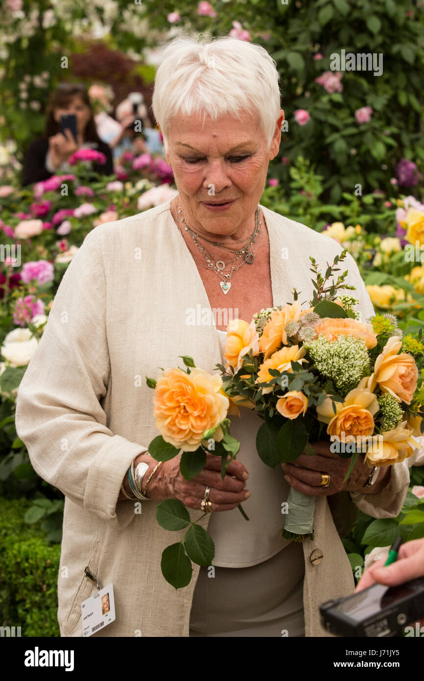 London, UK. 22nd May, 2017. Dame Judi Dench with the apricot rose named ...