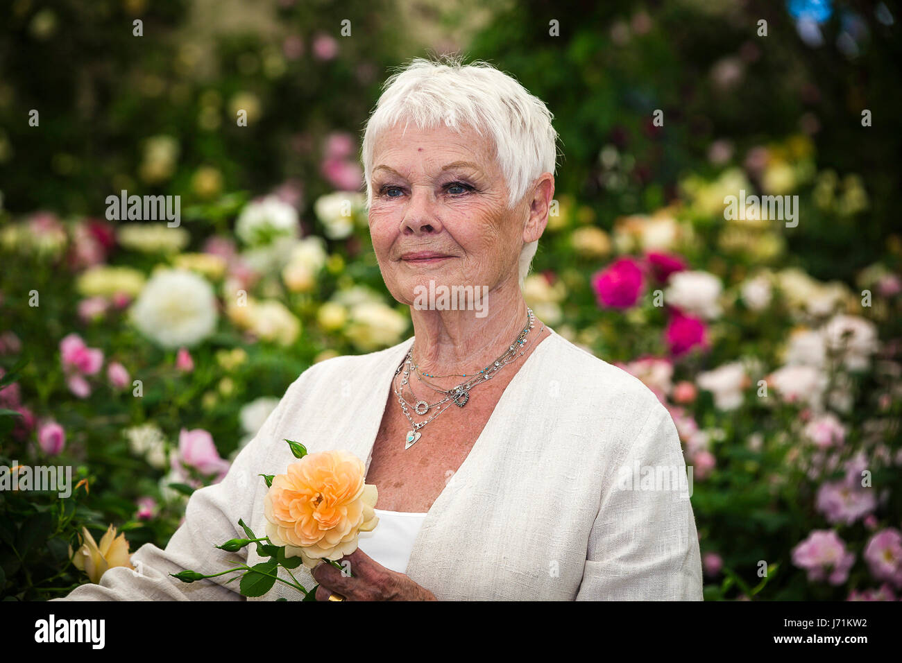 Judi dench hi-res stock photography and images - Alamy