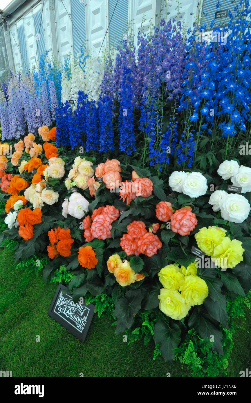 London, UK. 22nd May, 2017. Roses and other flowers on display in the ...