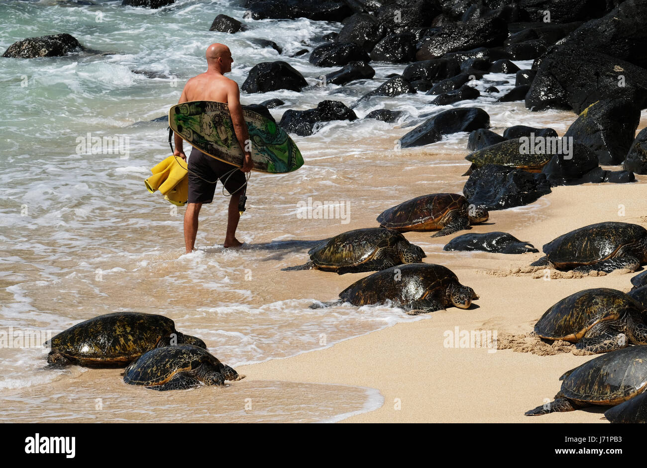 A surfer walks past a group of resting Hawaiian Green Sea Turtles at ...