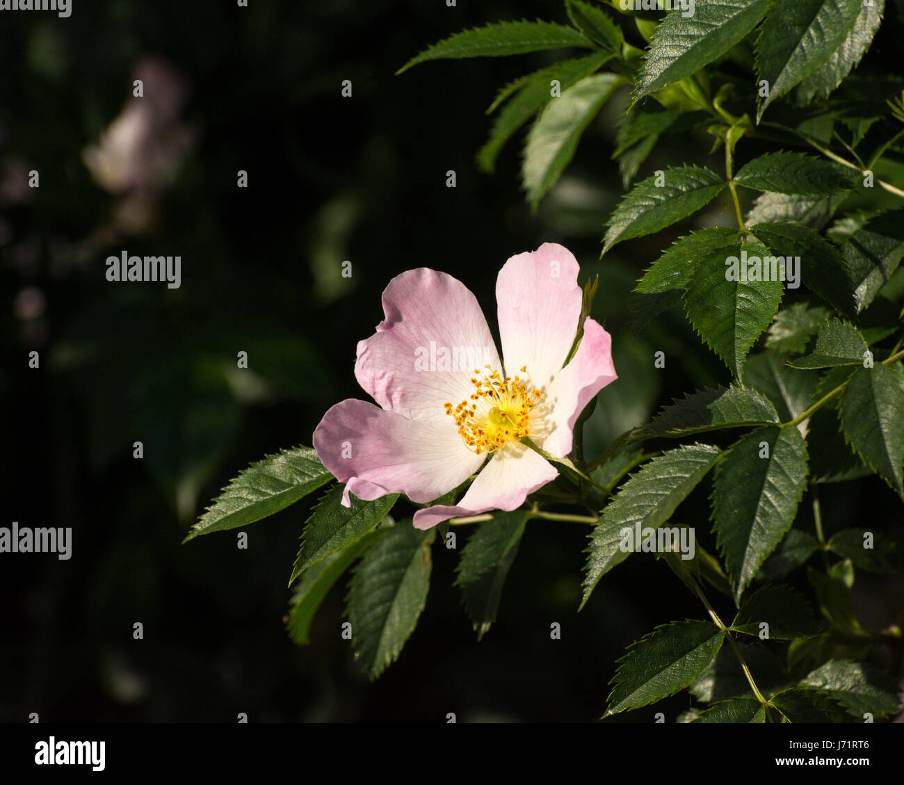 Patricia rose hi-res stock photography and images - Alamy