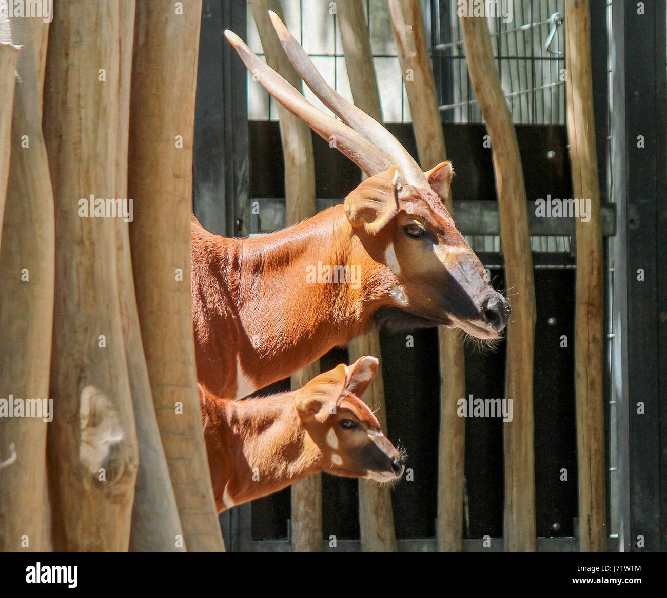 HANDOUT - A Bongo cow and her calf, born in March 2017, can be seen in ...