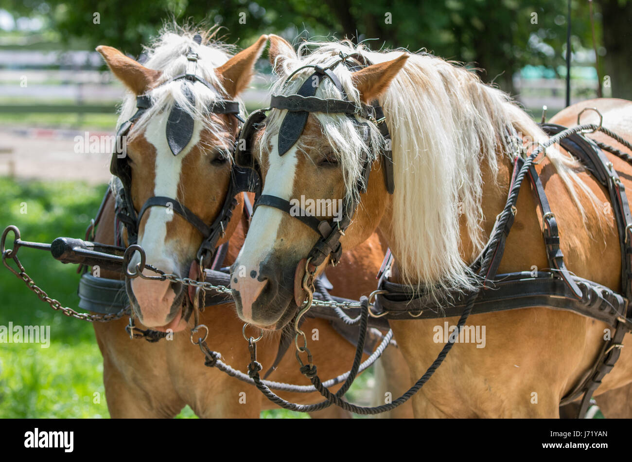 Two Haflinger horses ready for the carriage Stock Photo - Alamy