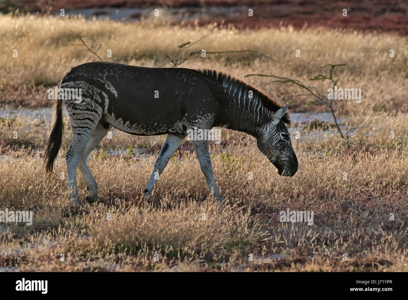 Melanistic Zebra