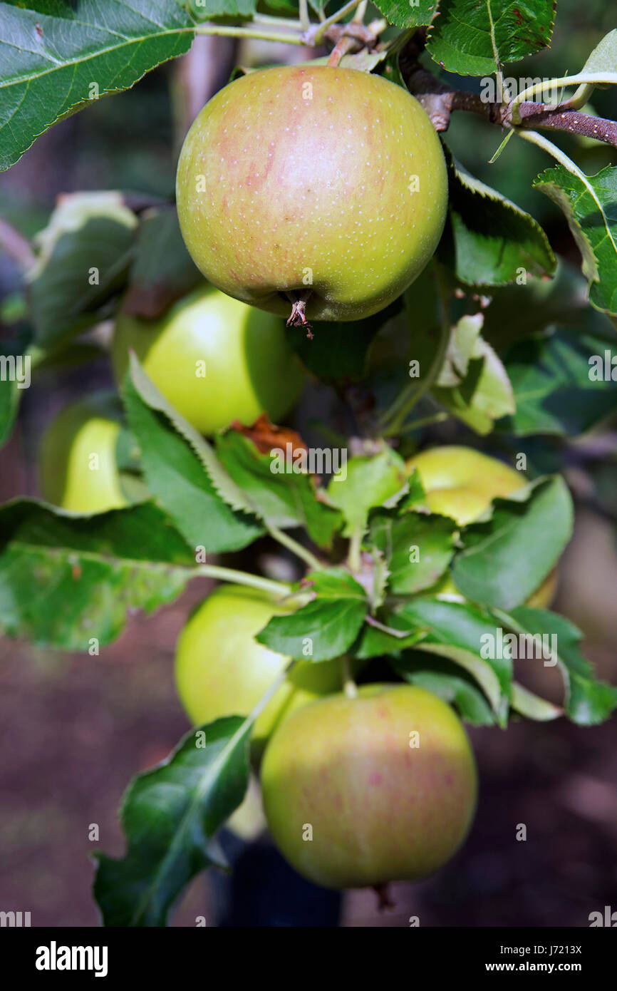 tree apple tree branch fruit apples apple apfel pfel baum natur ...