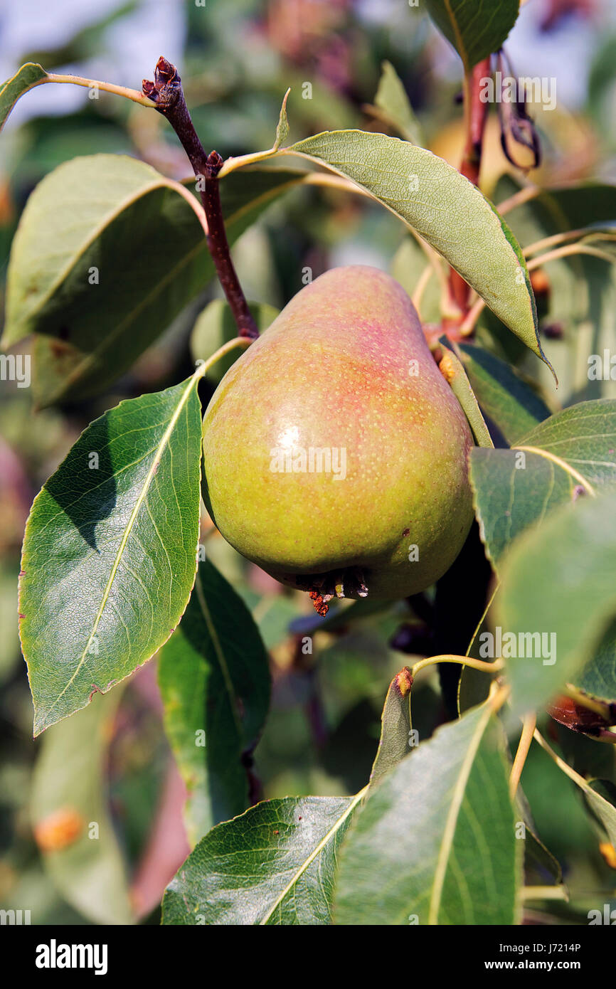 pears before harvest Stock Photo - Alamy