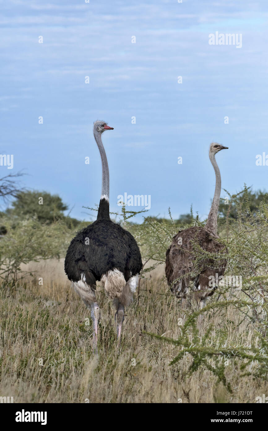 Struzzi (Struthio camelus), Common Ostriches Stock Photo - Alamy