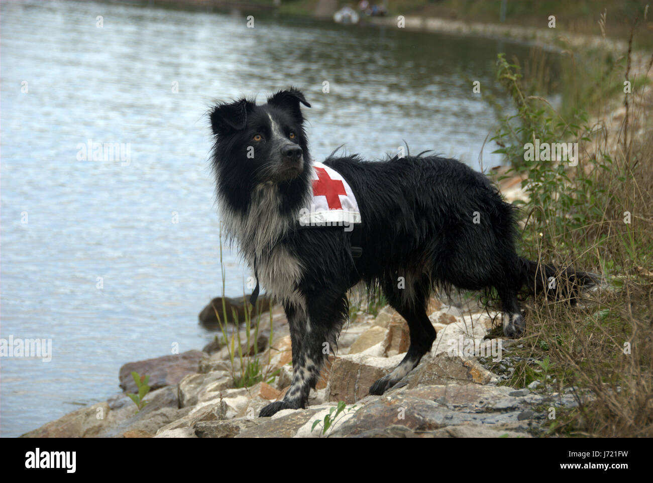 education dog German Red Cross mountain break rest pause education ...