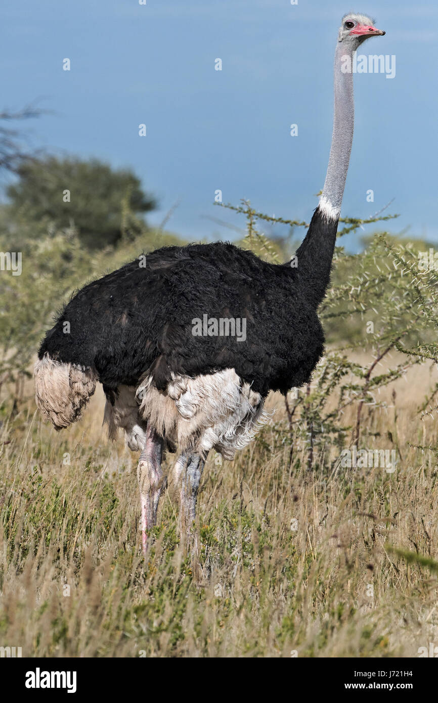 Struzzo in namibia hi-res stock photography and images - Alamy