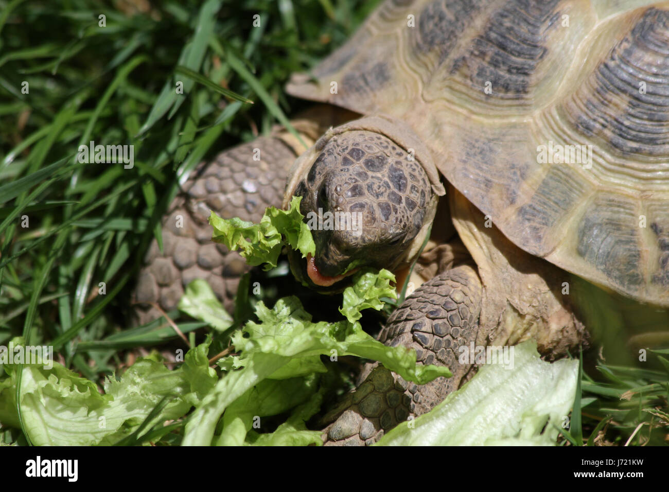 Hungry tortoise hi-res stock photography and images - Alamy