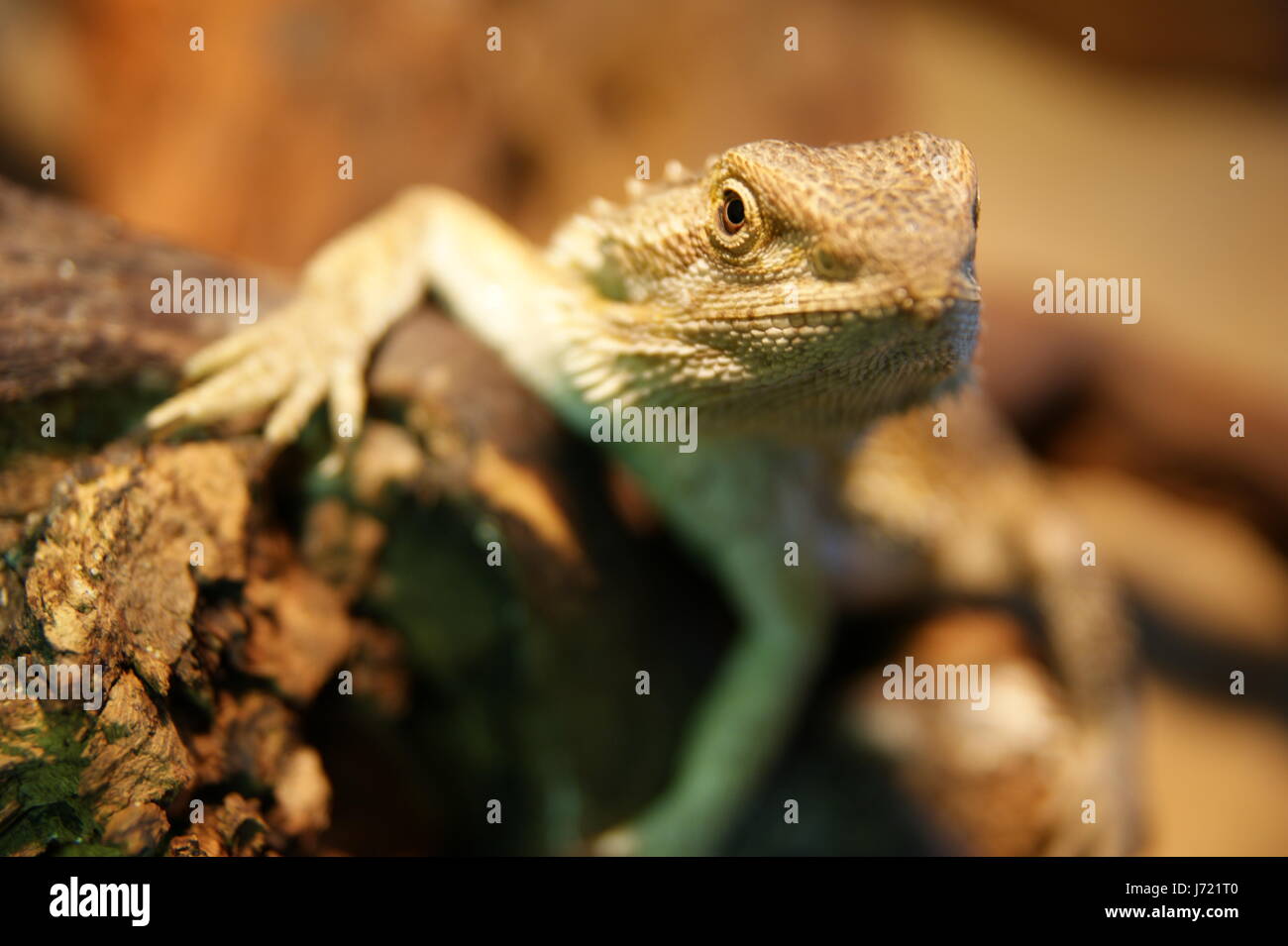 Australische bartagame hi-res stock photography and images - Alamy