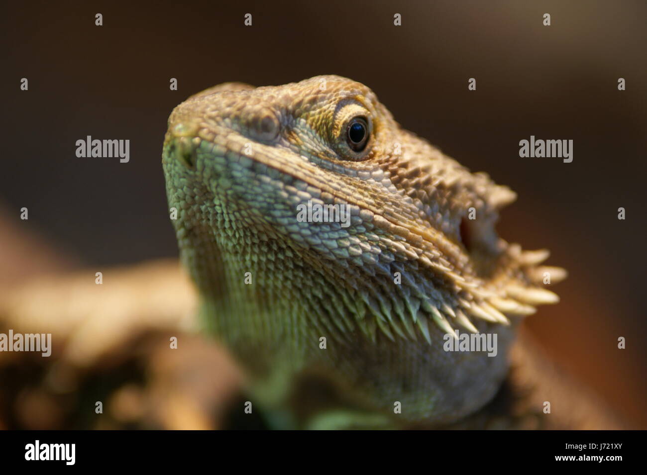 Australische bartagame hi-res stock photography and images - Alamy