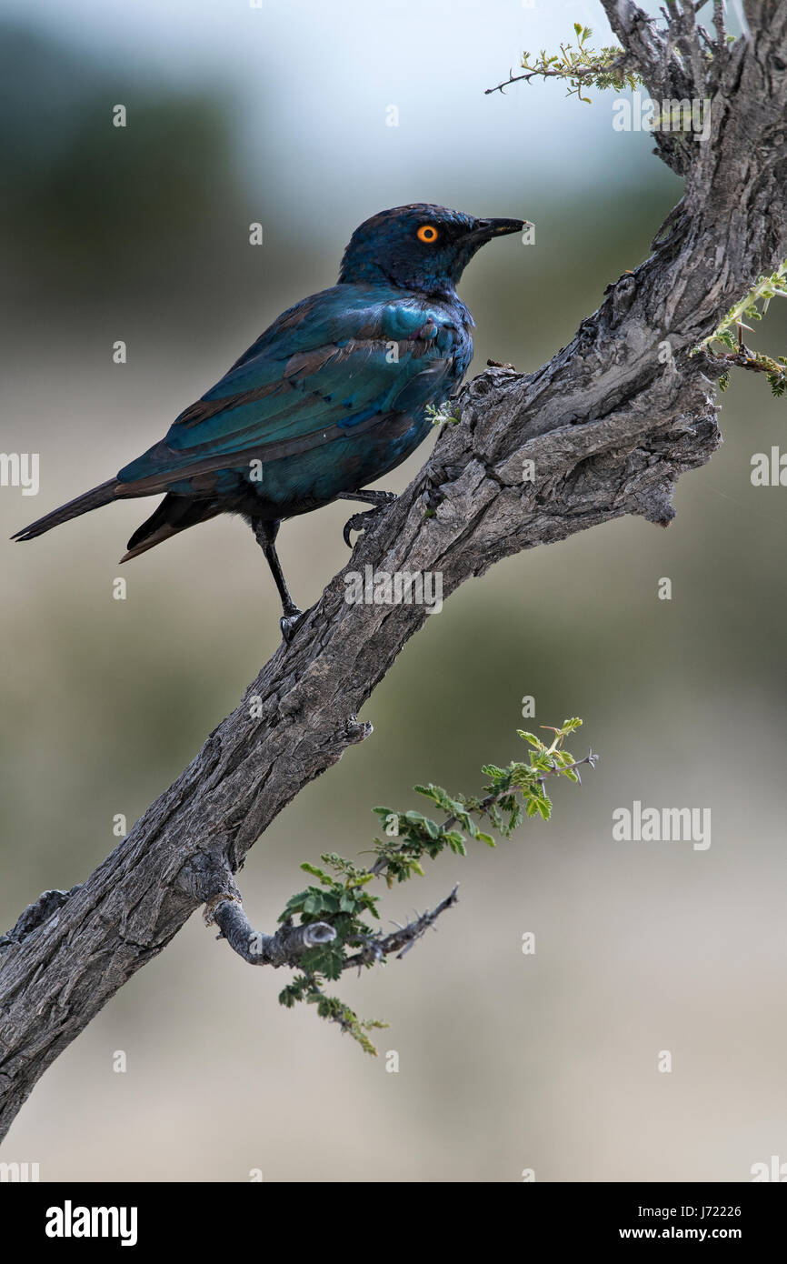 Storno splendido (Lamprotornis nitens), Cape Glossy Starling Stock ...