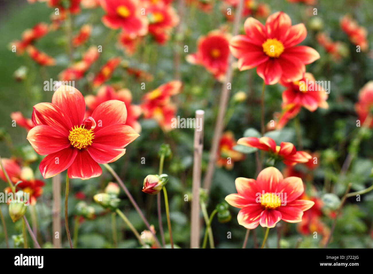 flower plant bloom blossom flourish flourishing flowers blossoms flower ...