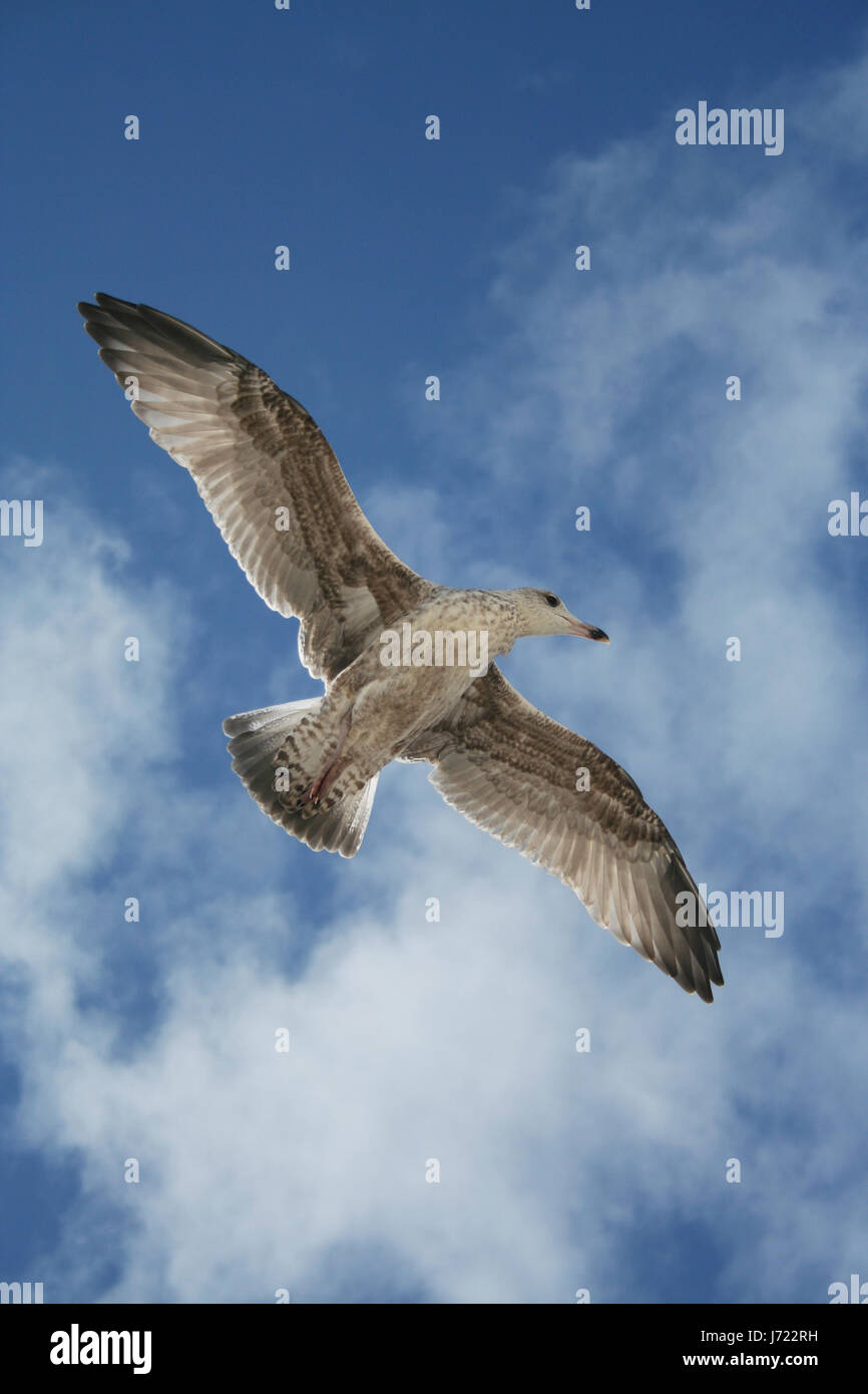 common gull in flight Stock Photo - Alamy