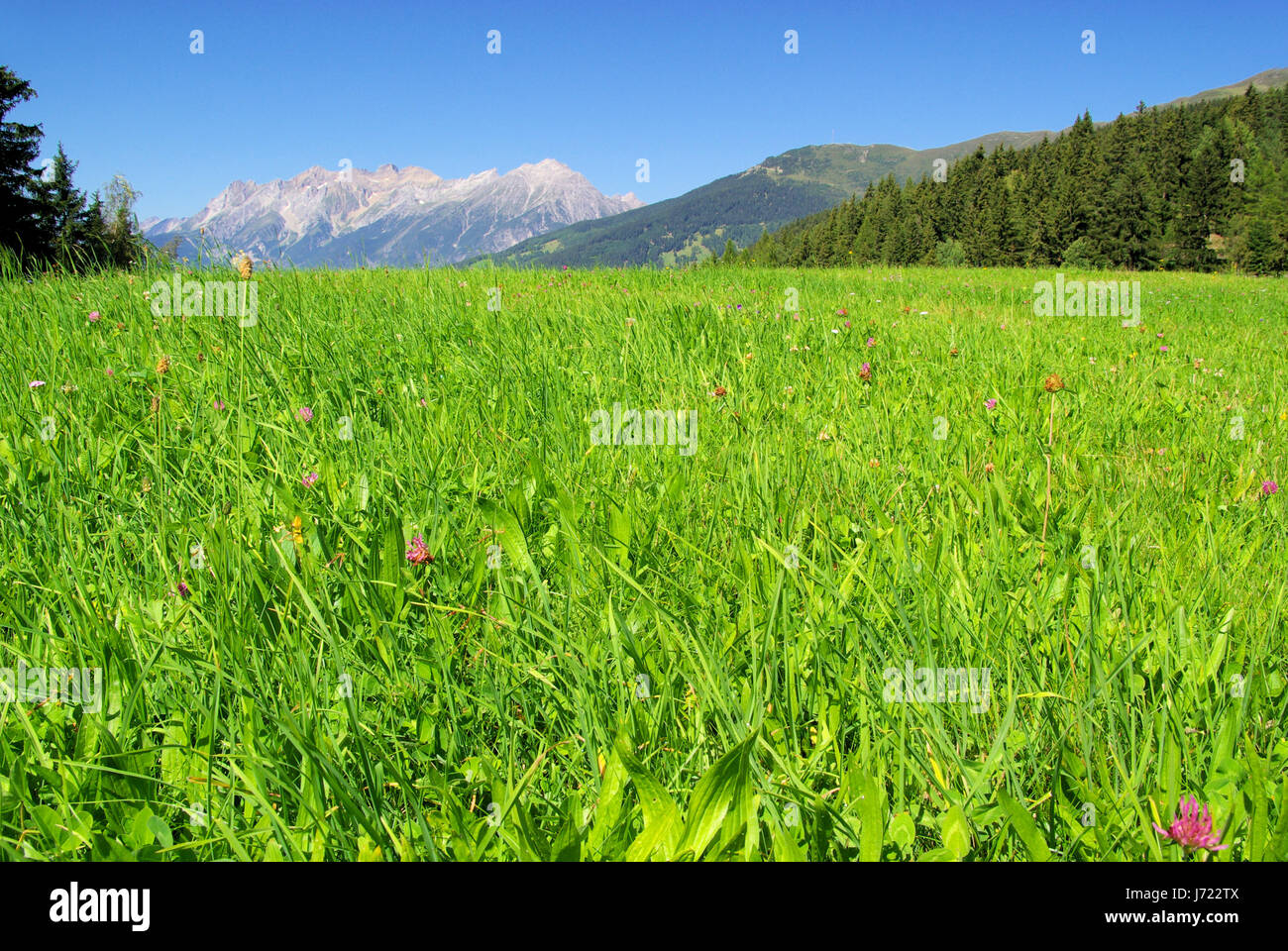 alps alp tyrol meadow grass lawn green willow blue travel green alps ...