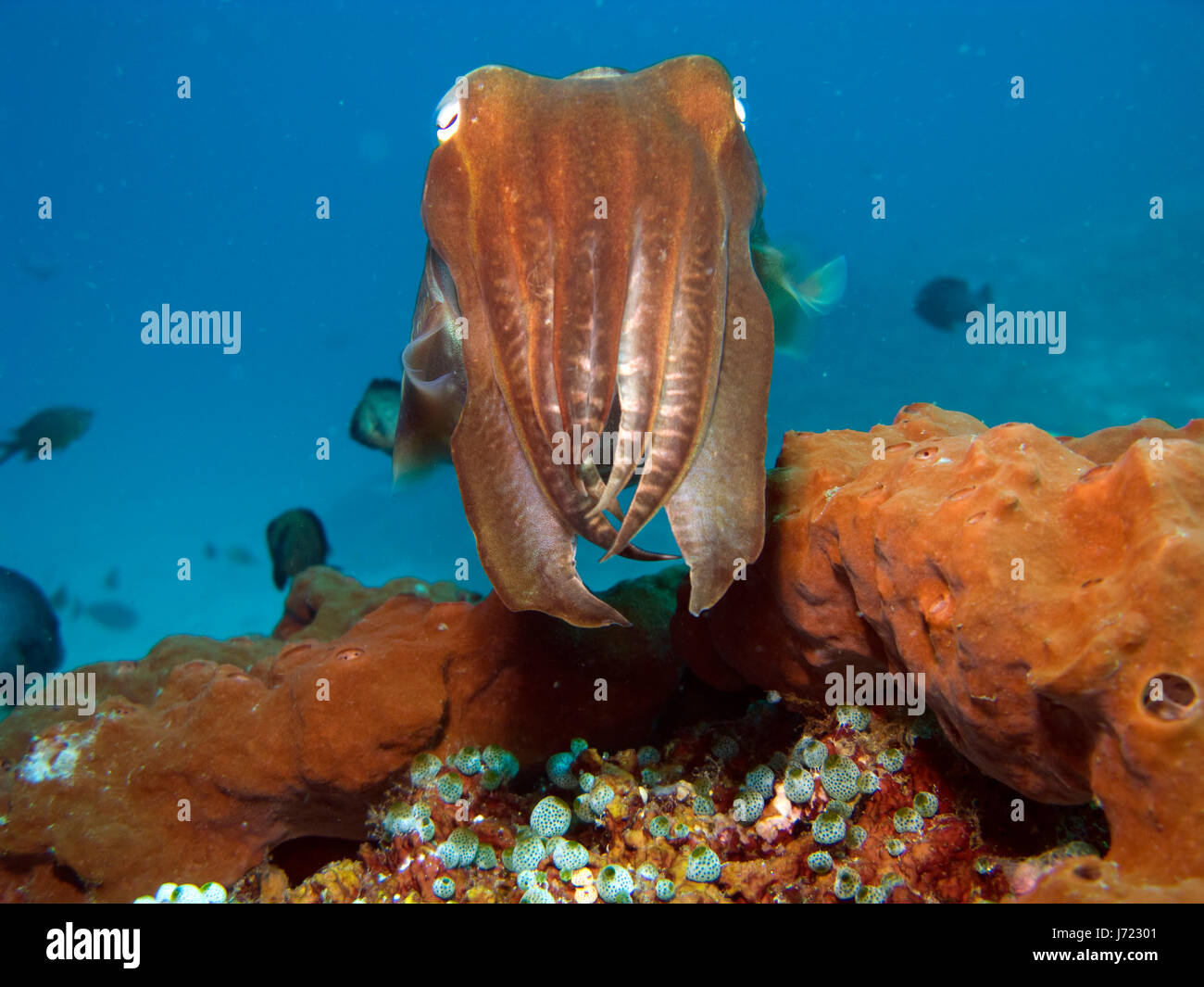 mollusc indonesia underwater octopus salt water sea ocean water squid ...