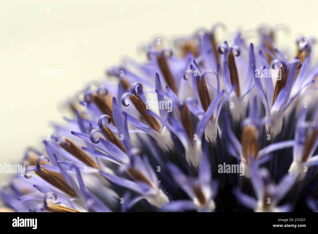 blue thistle blue macro close-up macro admission close up view garden ...