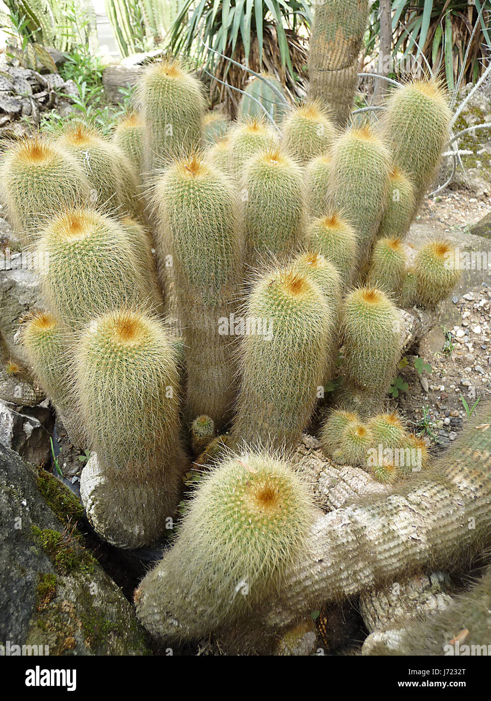 prickle pointed cacti cactus prickly reservoir group desert wasteland ...