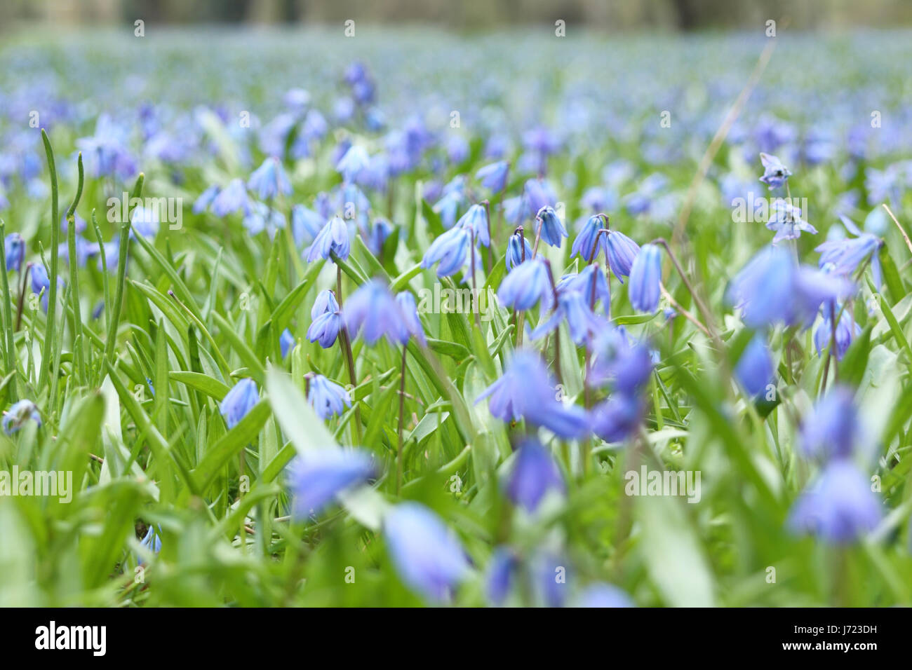 blue flower plant flower meadow spring messenger park plant green bloom ...