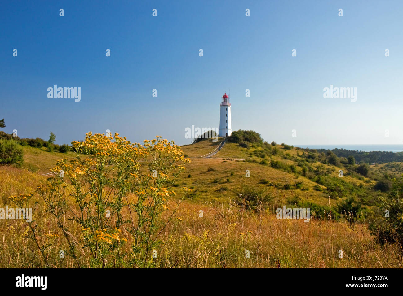 hiddensee -lighthouse on the bush Stock Photo - Alamy