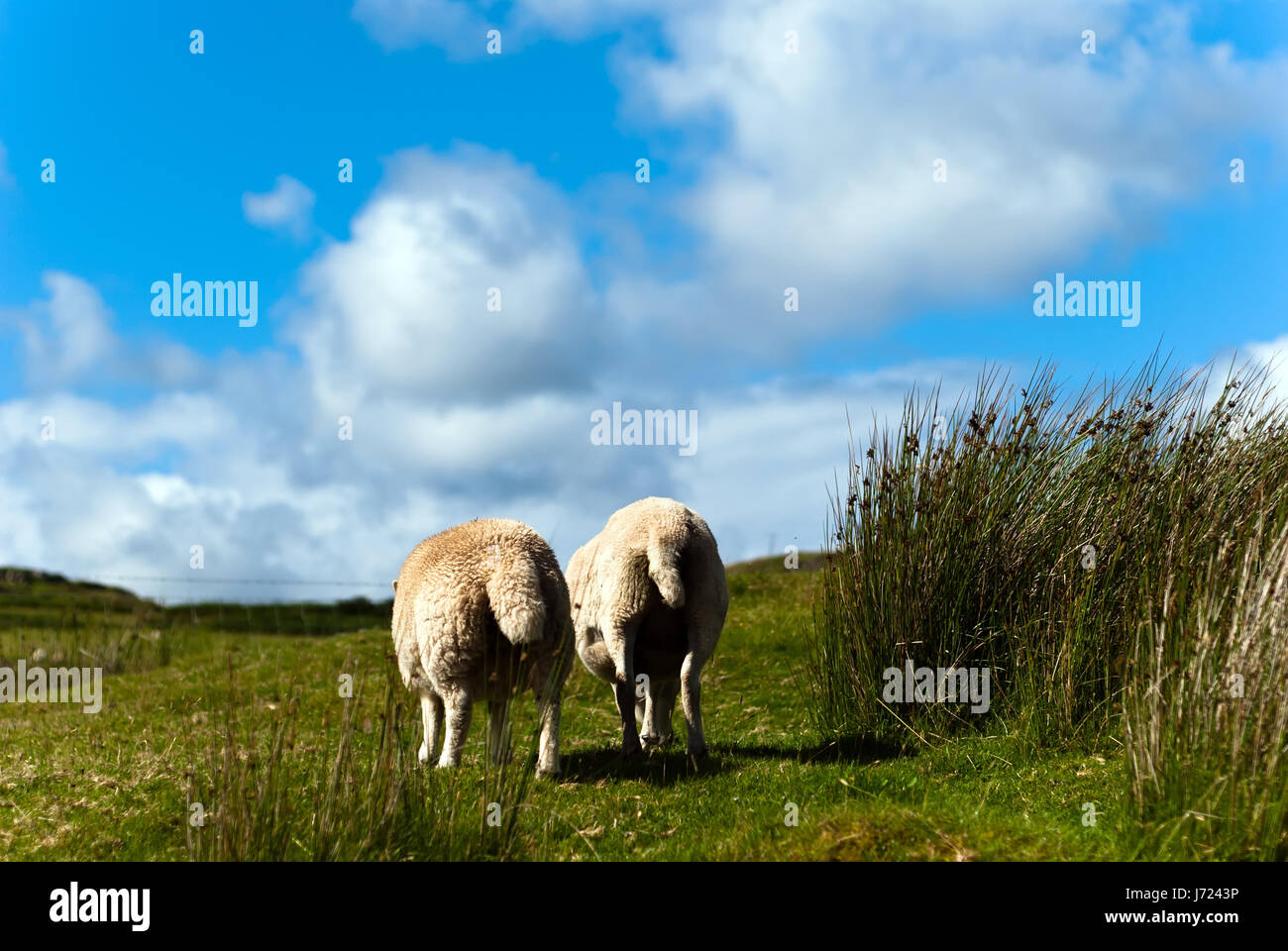 two sheep from behind Stock Photo - Alamy