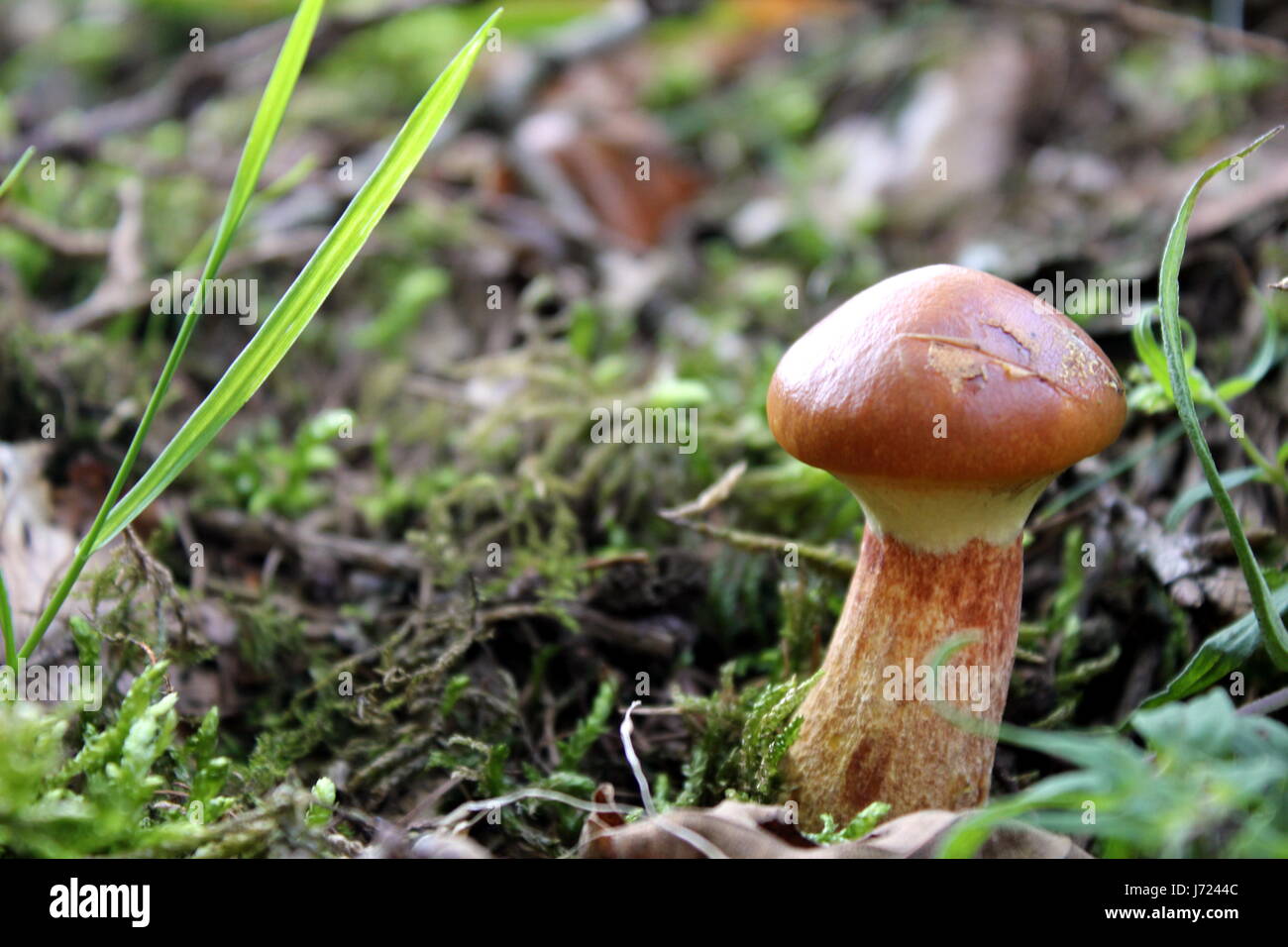 small mushroom 2 Stock Photo - Alamy